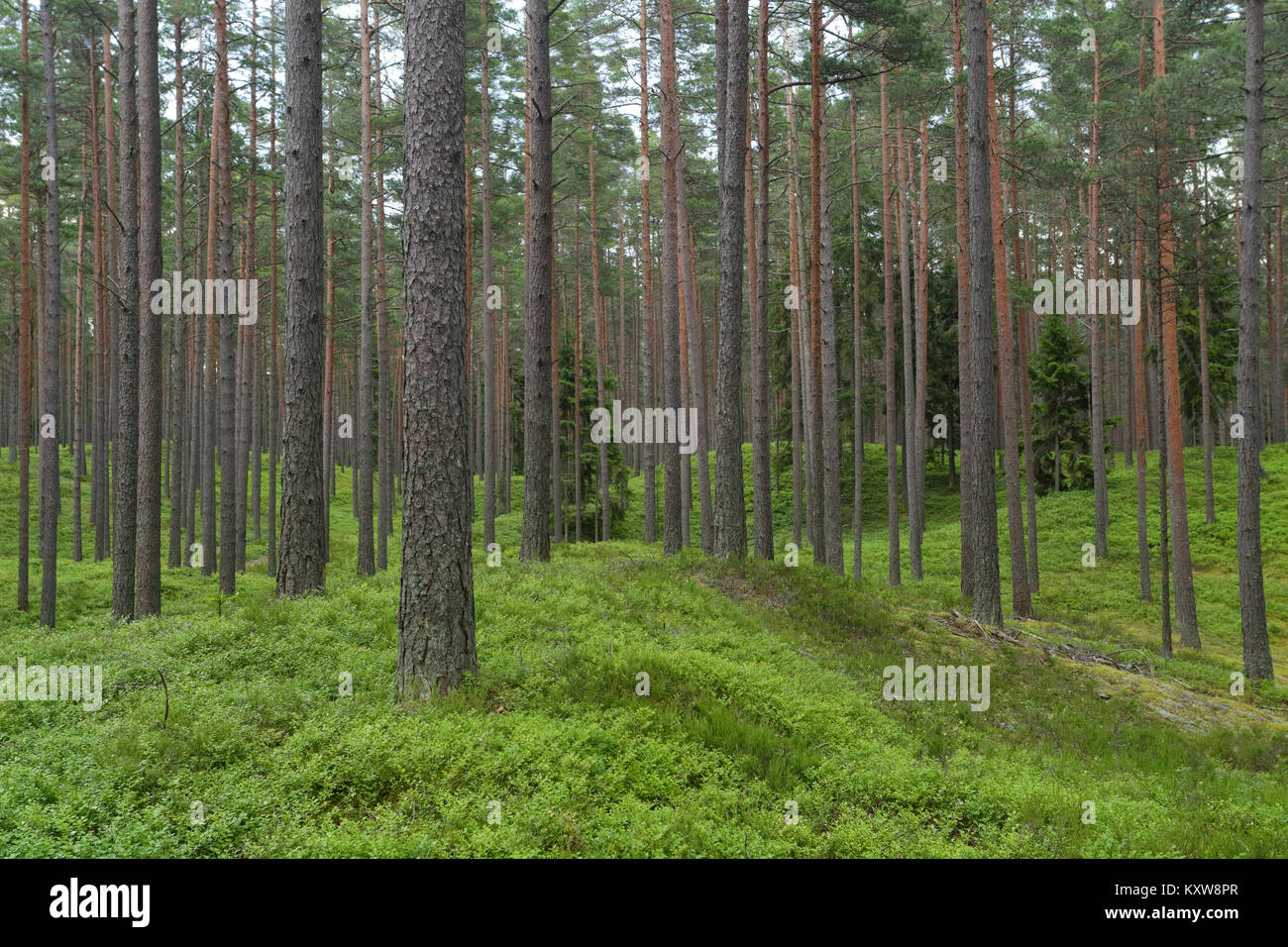 Estonia green hi-res stock photography and images - Alamy