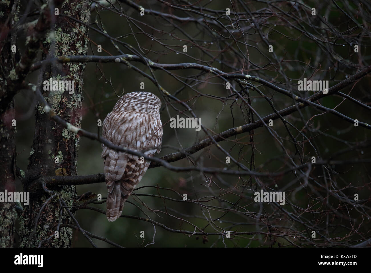 Wild Ural Owl (Strix uralensis), Europe Stock Photo - Alamy