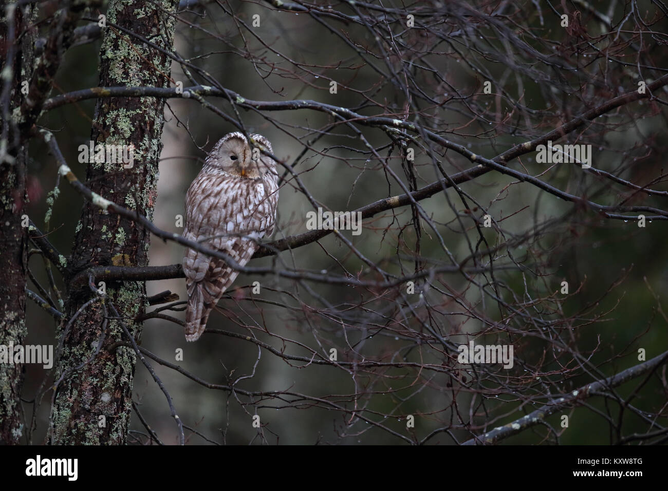Wild Ural Owl (Strix uralensis), Europe Stock Photo - Alamy