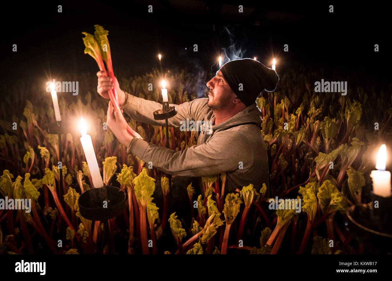 Valentin Vulpe harvests Forced Rhubarb by candle light at a E.Oldroyd ...