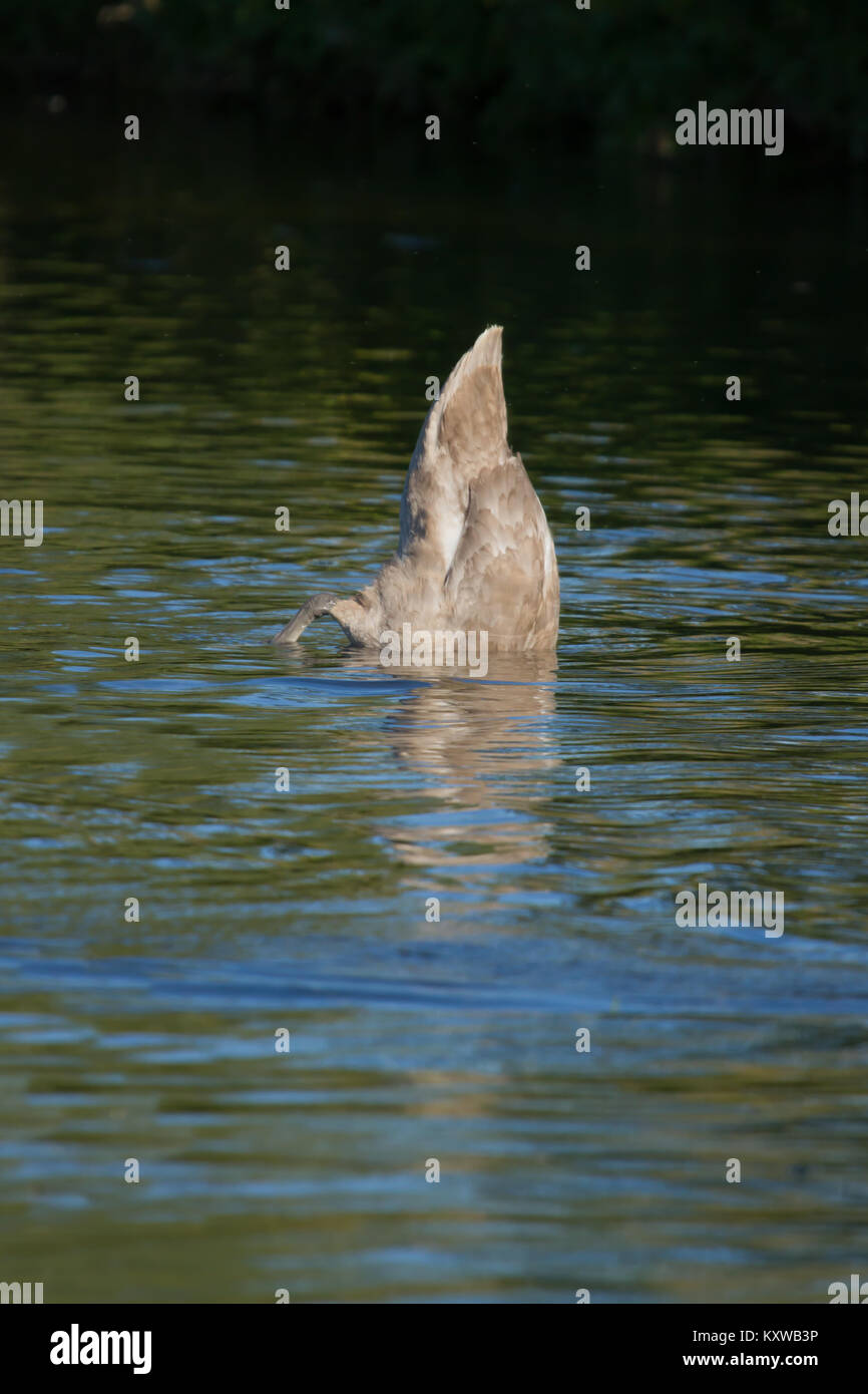 photo of a juvenile Mute swan with it's tail in the air feeding Stock ...