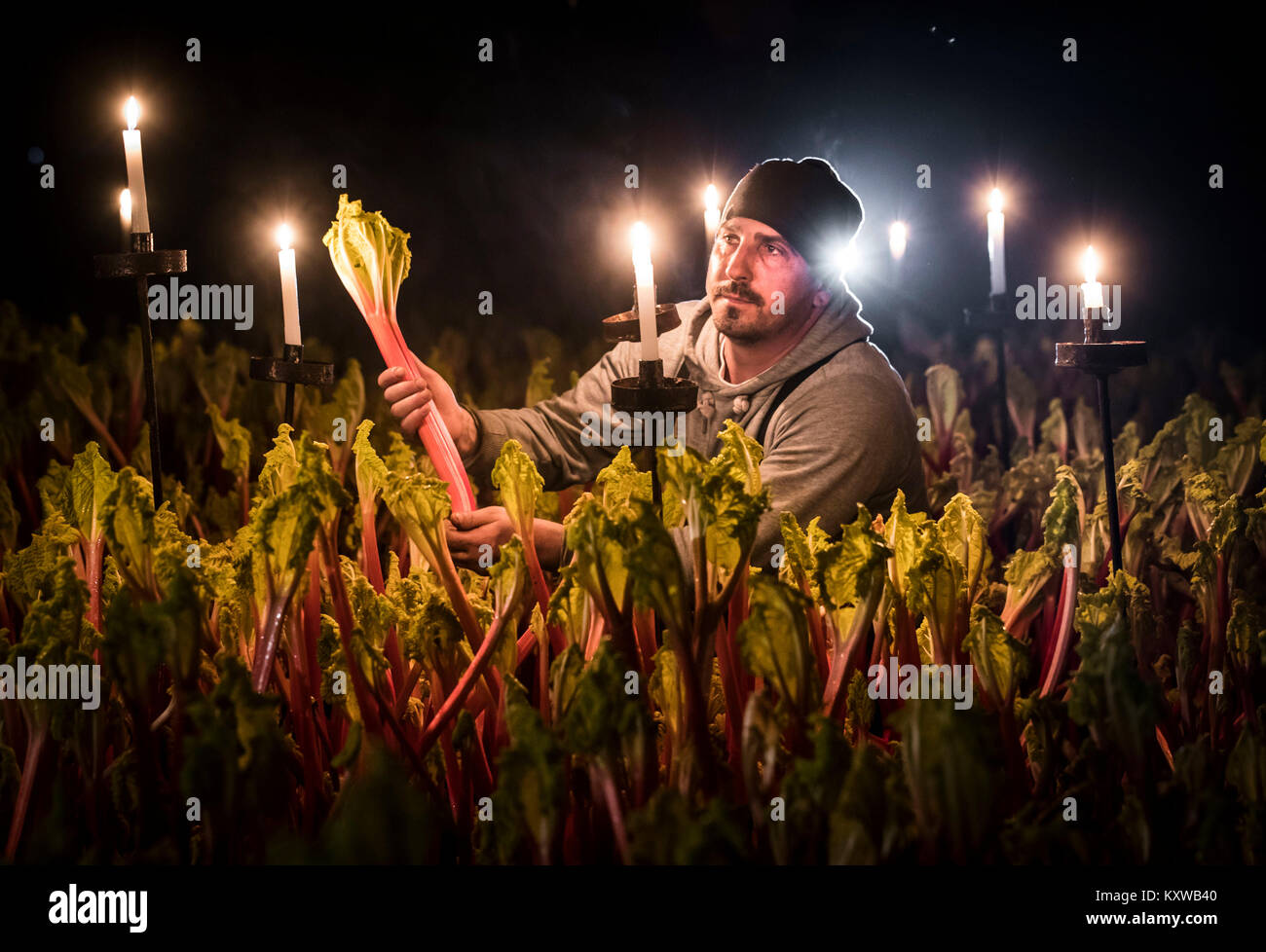 Valentin Vulpe harvests Forced Rhubarb by candle light at a E.Oldroyd & Sons' forcing shed in ...