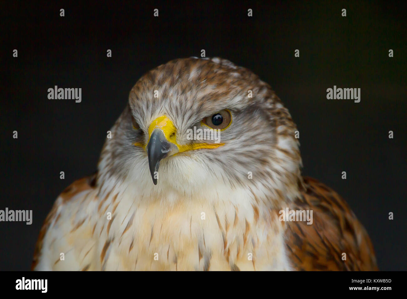 Portrait study hi-res stock photography and images - Alamy