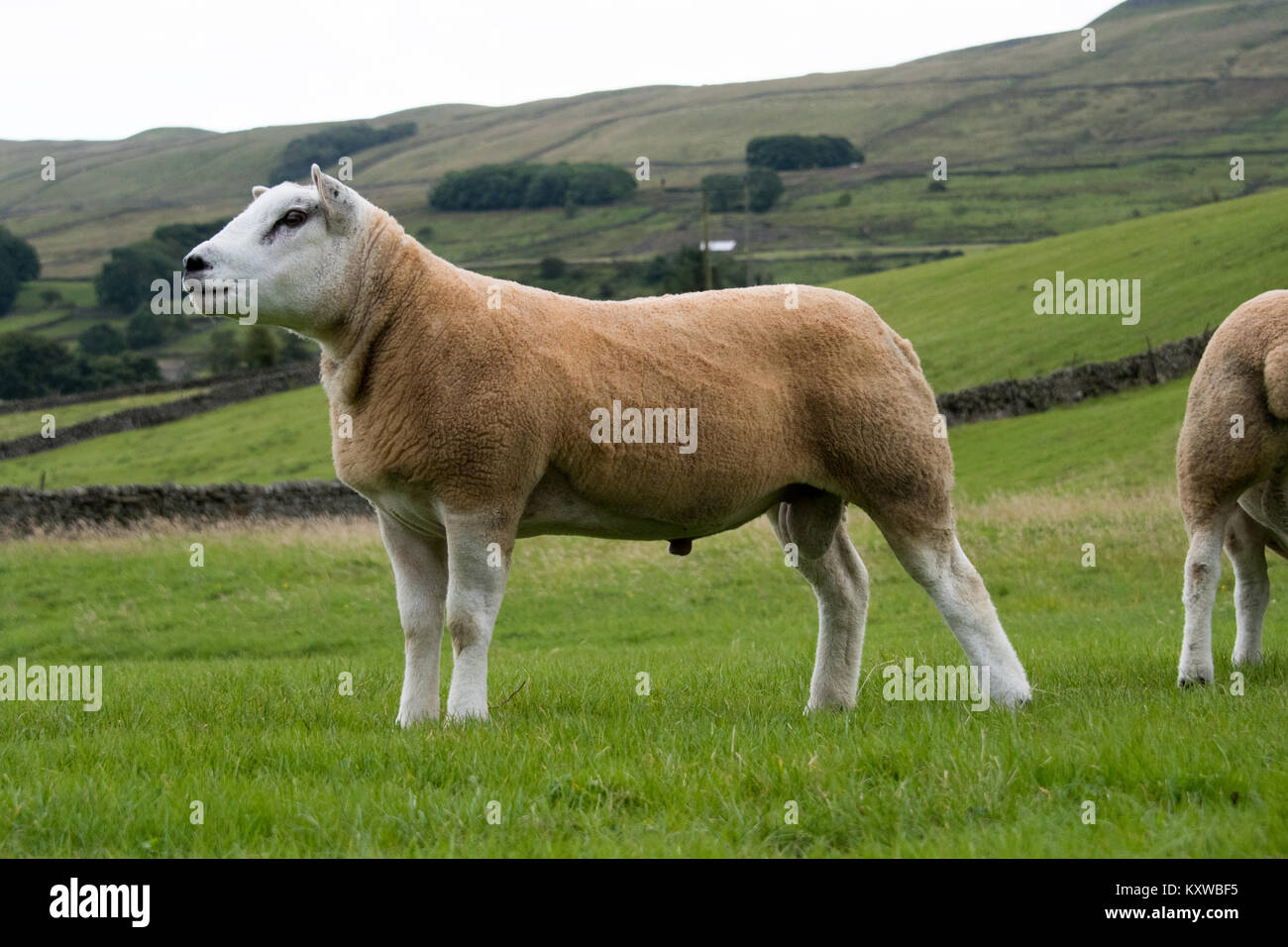 Texel rams in fields ready for autumn breeding sales, North Yorkshire ...