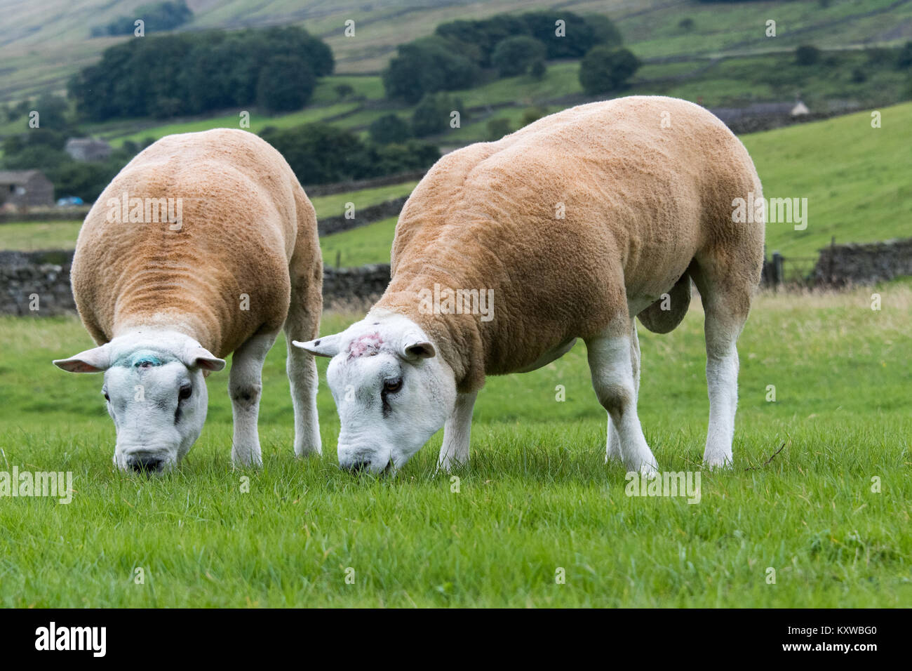 Texel rams grazing in lush pasture before sale, North Yorkshire, UK ...