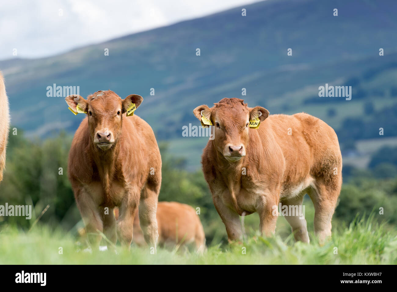 Pure bred beef cattle hi-res stock photography and images - Alamy
