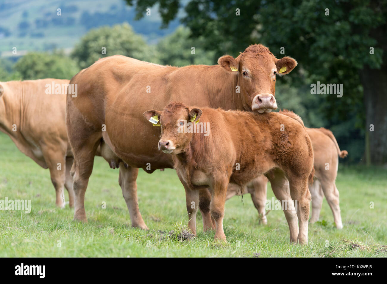 Cattle cow calf grazing on hi-res stock photography and images - Alamy