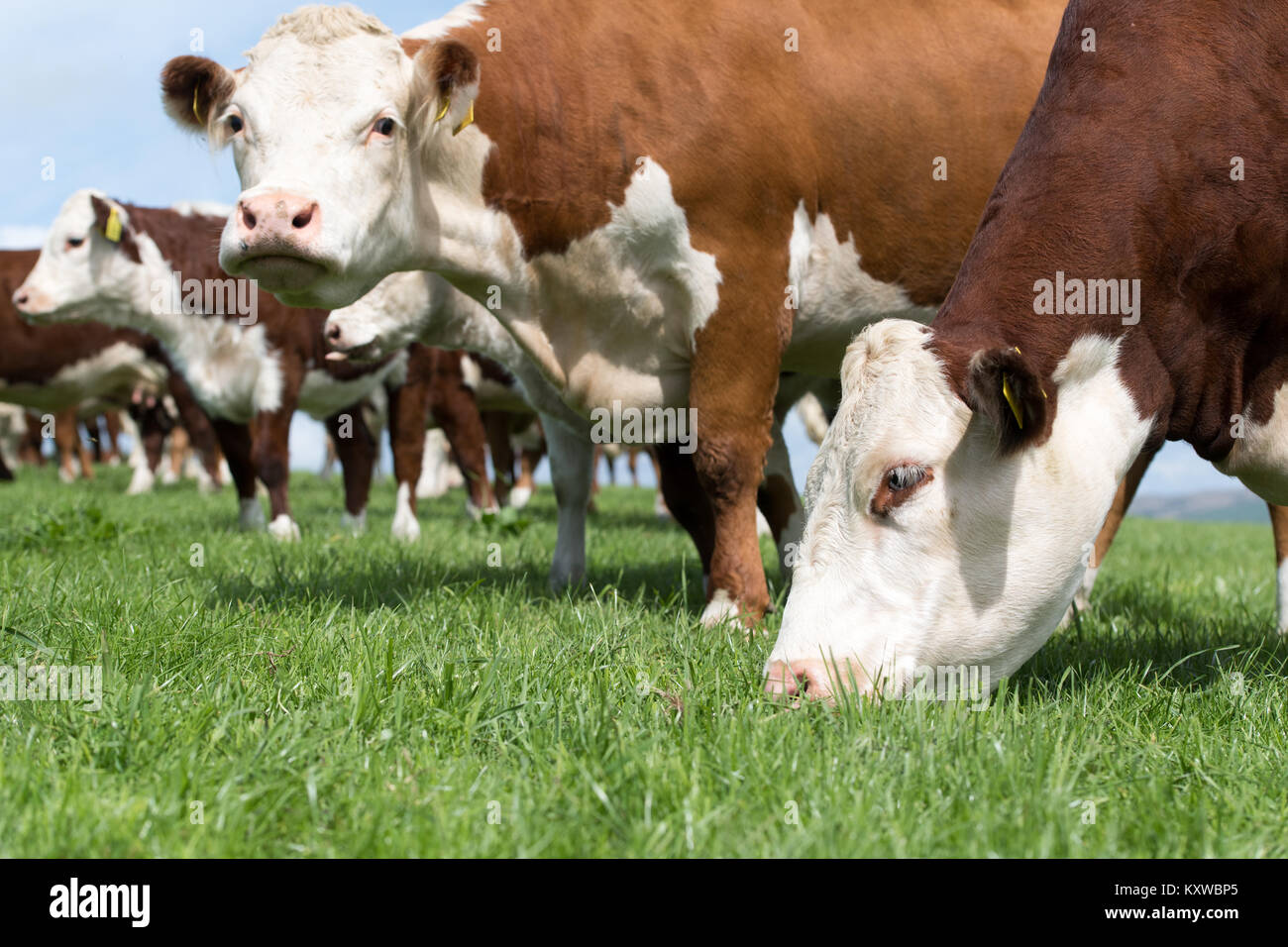 Red and white faced cattle hi-res stock photography and images - Alamy