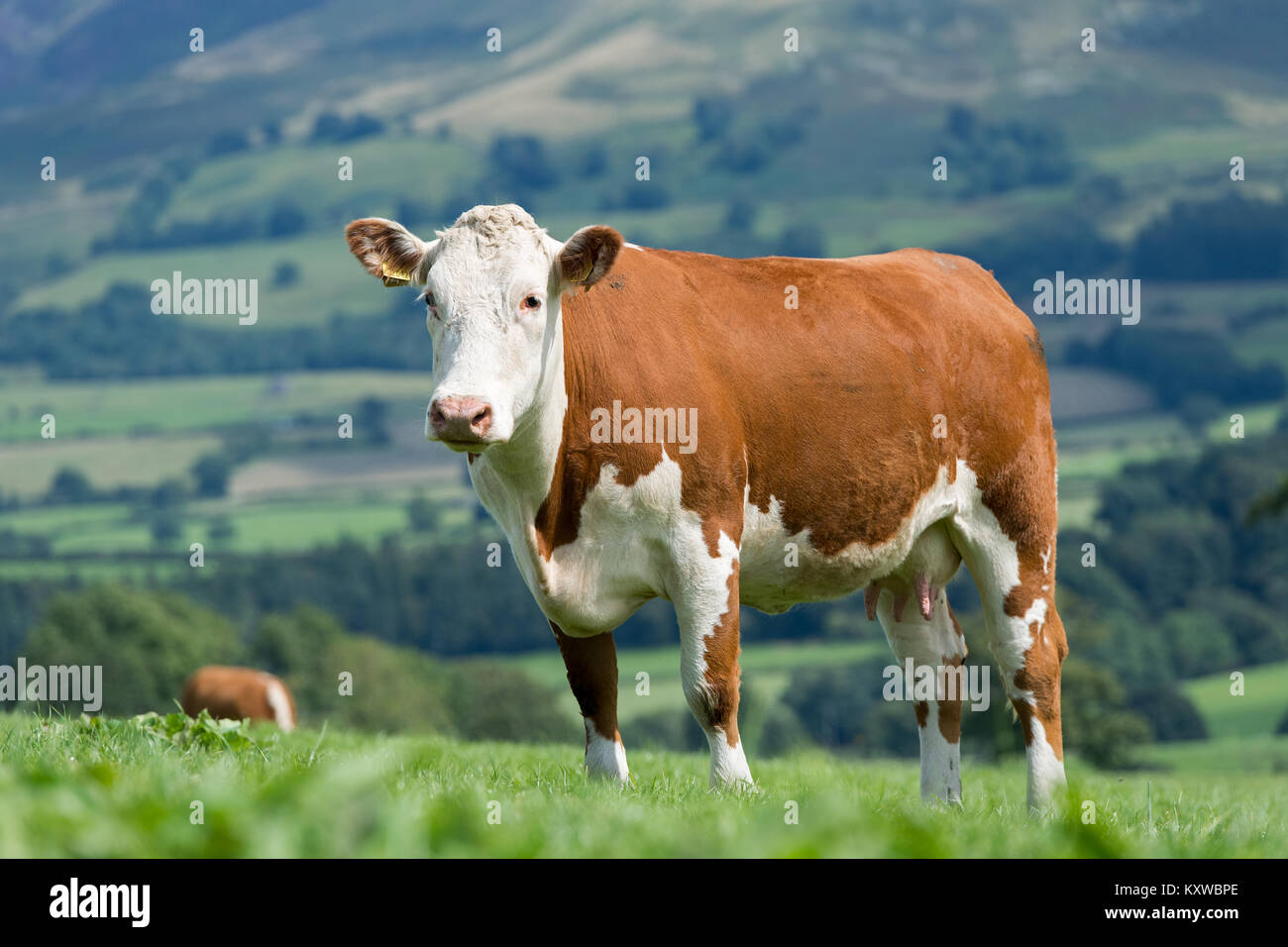 Red and white faced cattle hi-res stock photography and images - Alamy