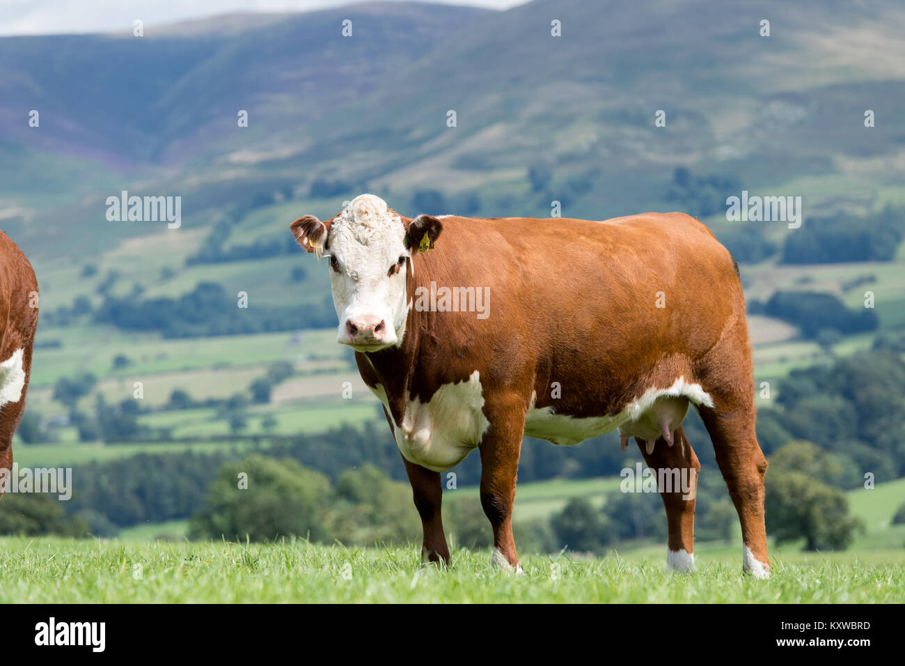 Herd of Hereford beef cattle in the English landscape, Cumbria, UK ...