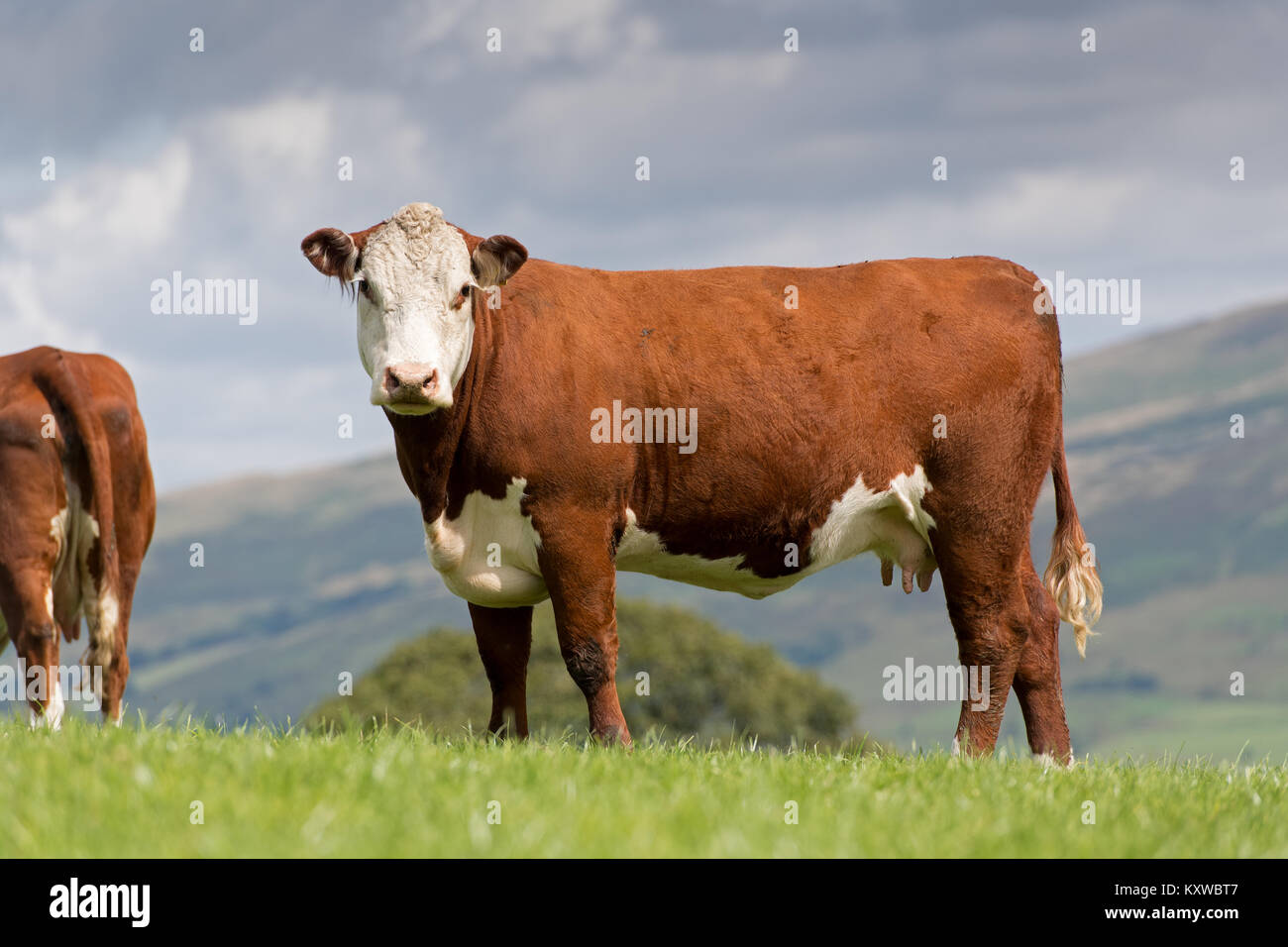 Red and white faced cattle hi-res stock photography and images - Alamy