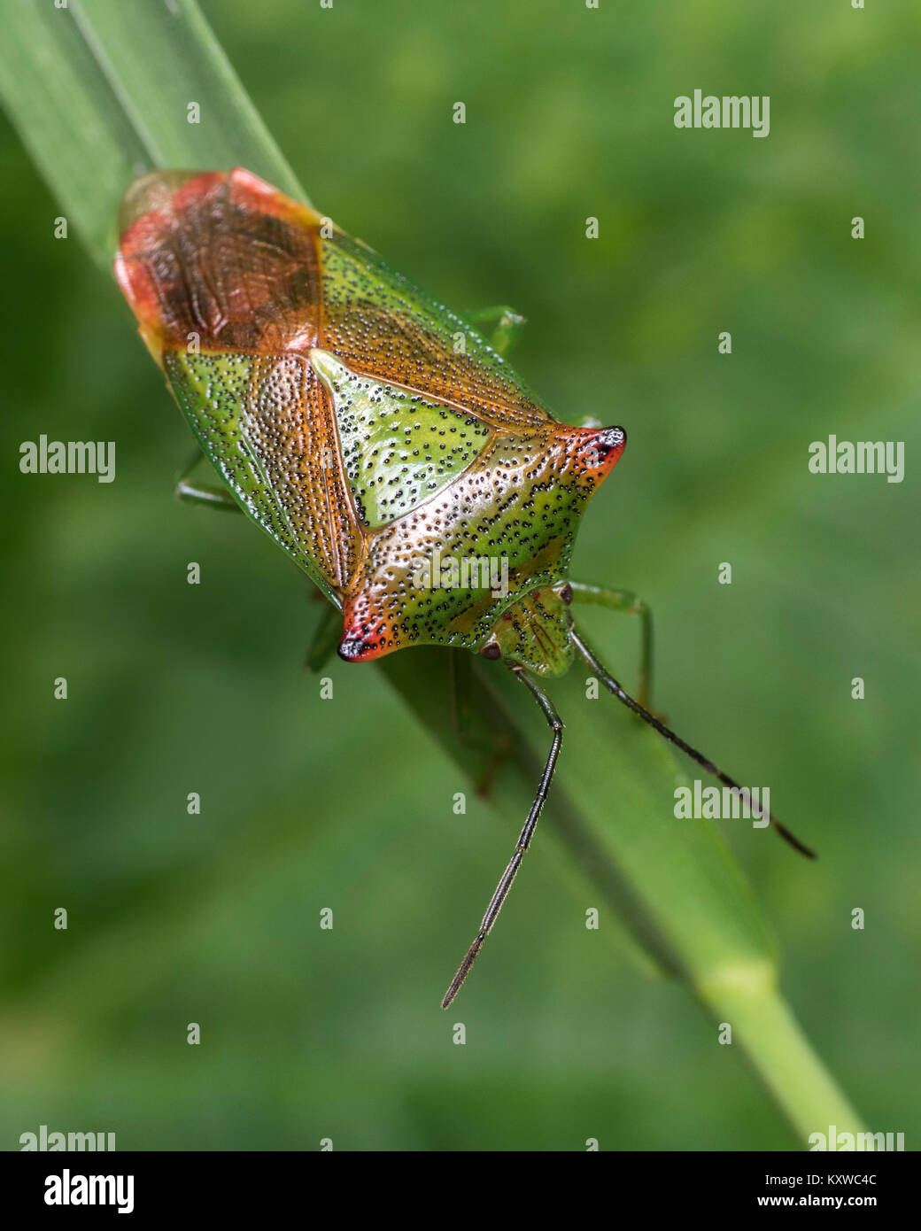 Hawthorn bugs hi-res stock photography and images - Alamy