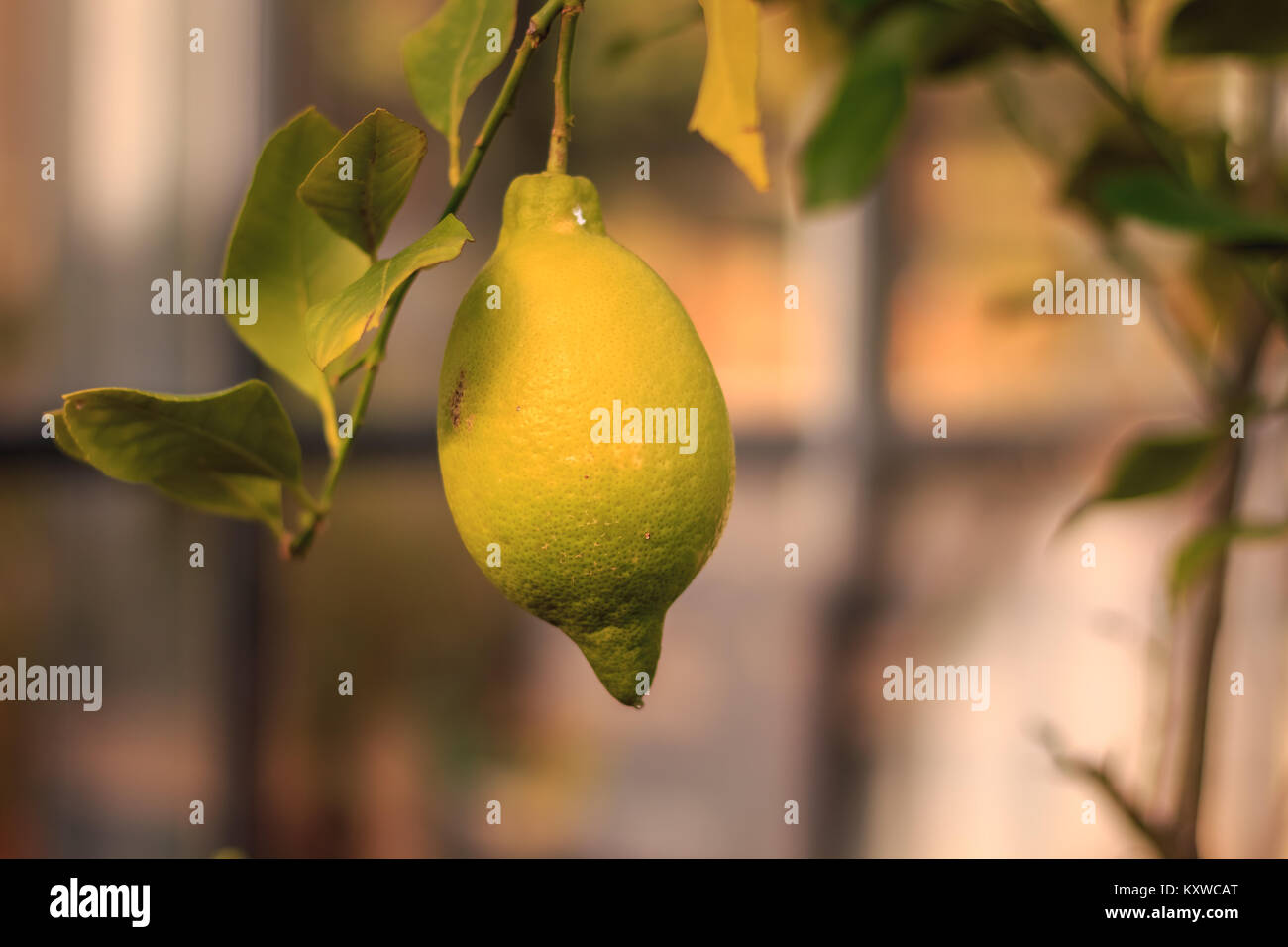 Lemon on lemon tree france hi-res stock photography and images - Alamy