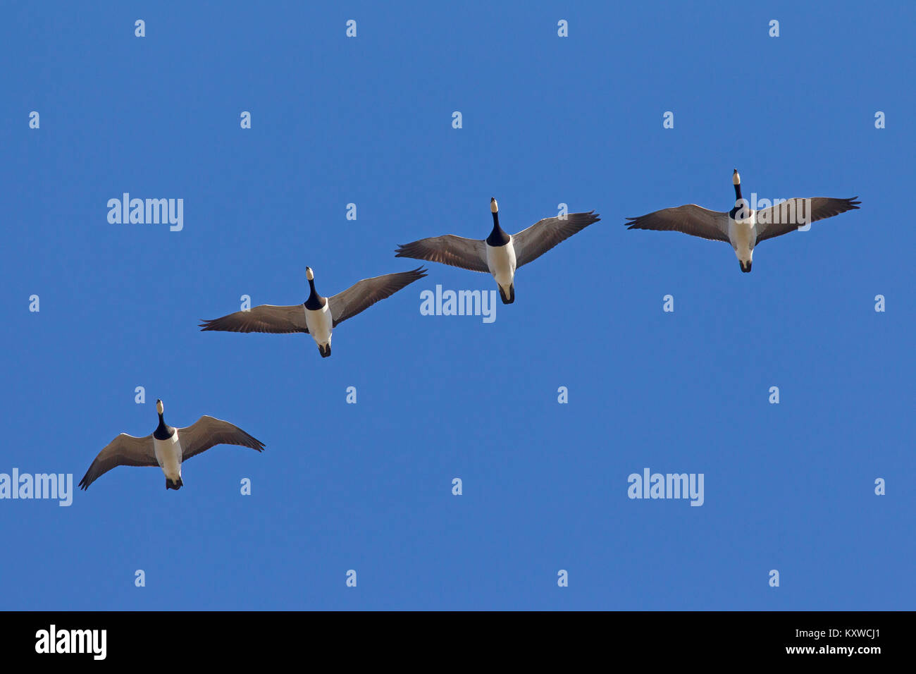 Migrating barnacle goose (Branta leucopsis) flock / barnacle geese ...