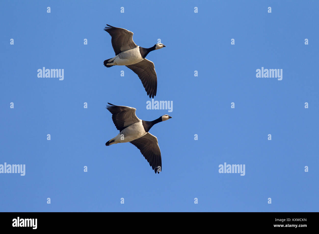 Two migrating barnacle geese (Branta leucopsis) in flight against blue ...