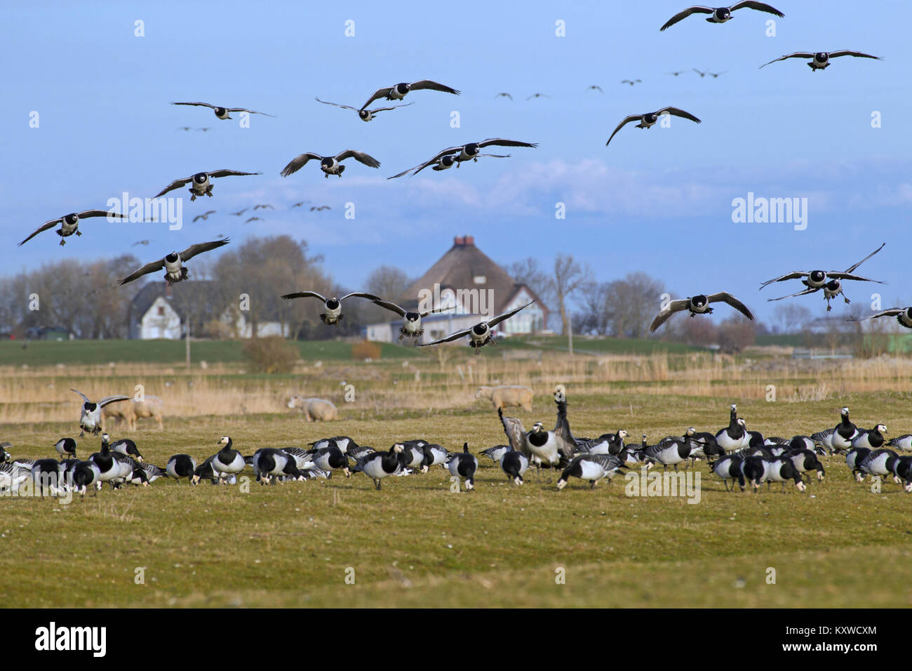 Barnacle goose (Branta leucopsis) flock / barnacle geese group landing ...