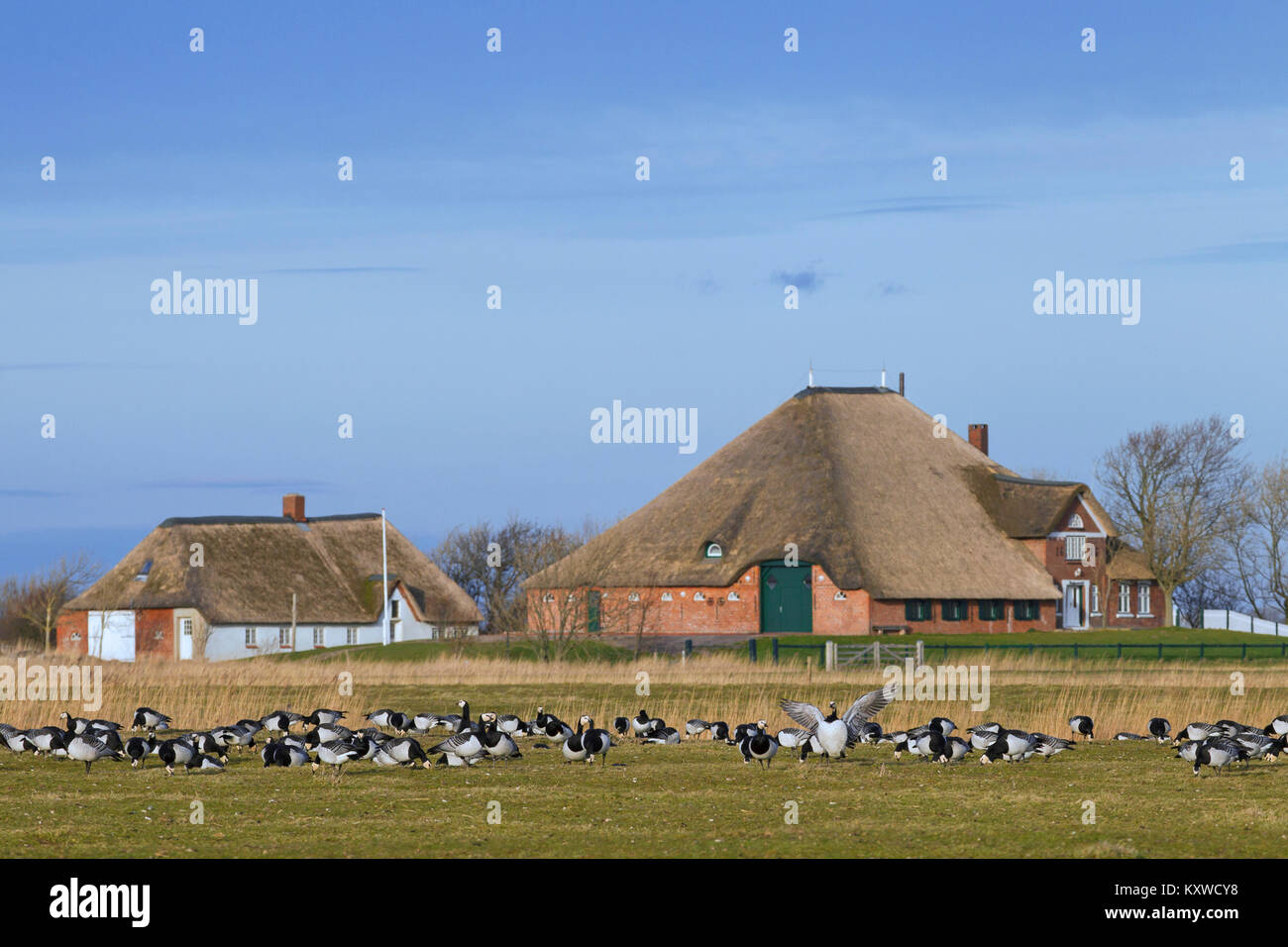 Barnacle goose (Branta leucopsis) flock / barnacle geese group grazing ...