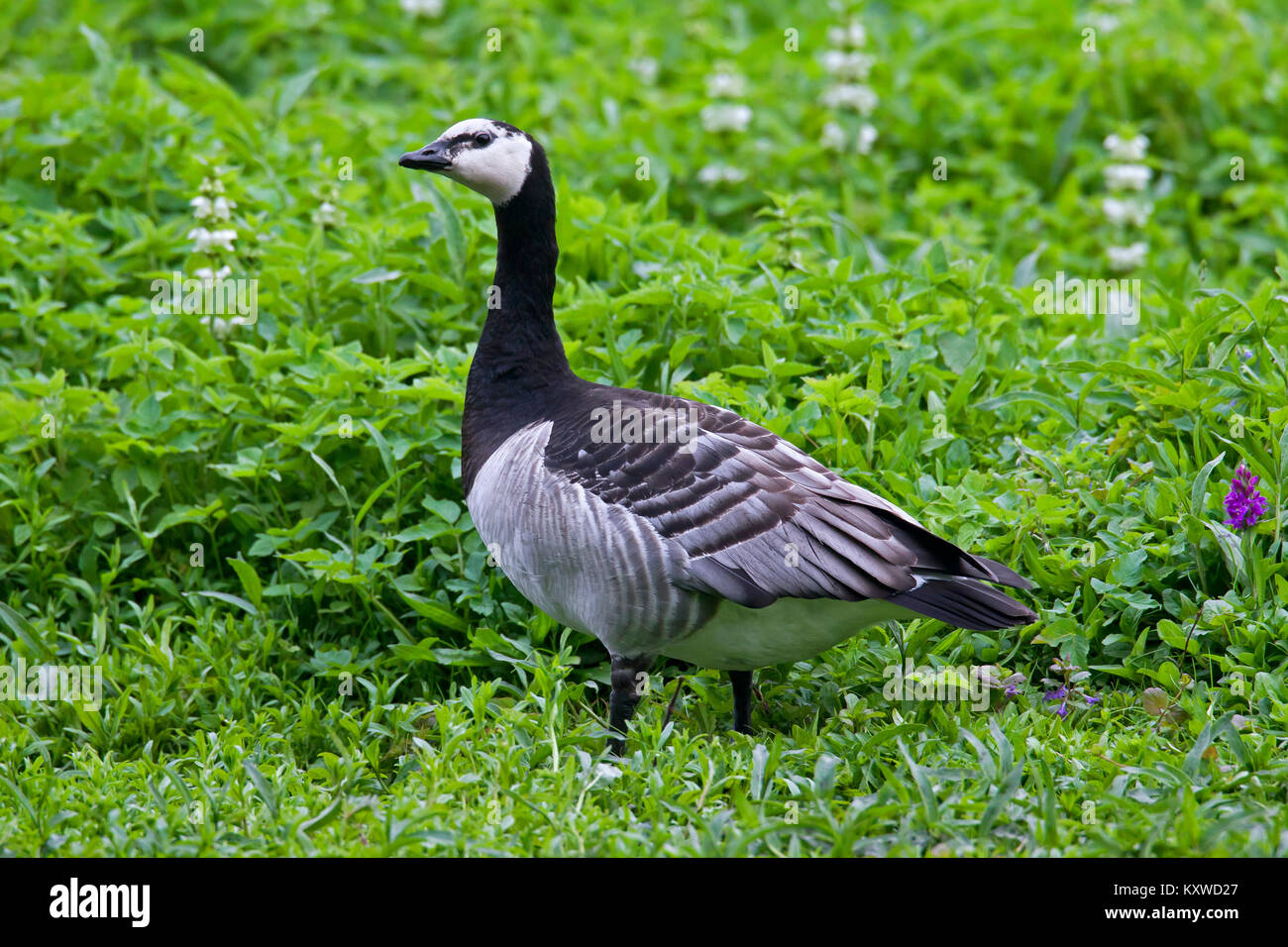 Barnacle goose (Branta leucopsis) foraging in meadow in spring Stock ...