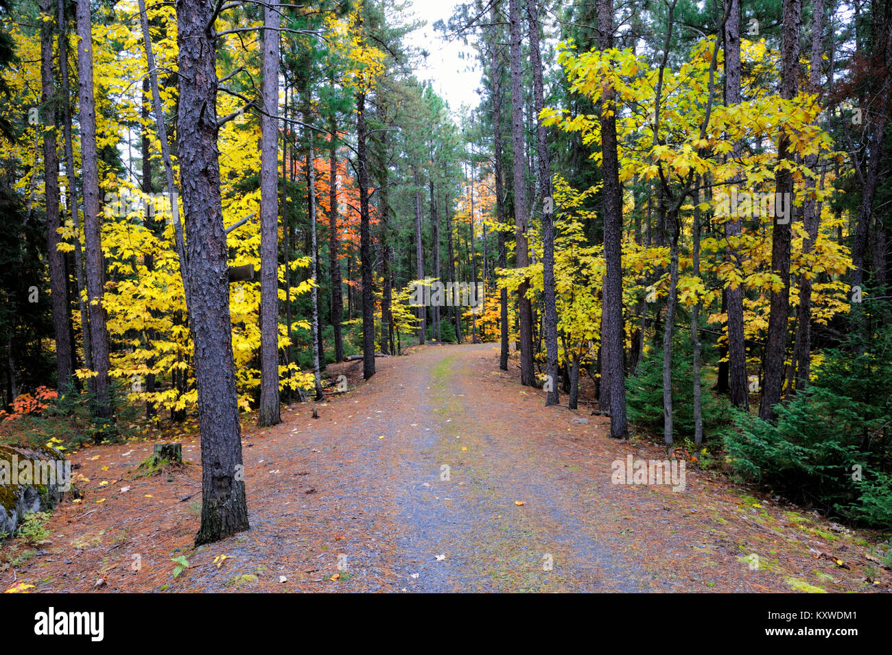 A beautiful road through the fall forest Stock Photo - Alamy
