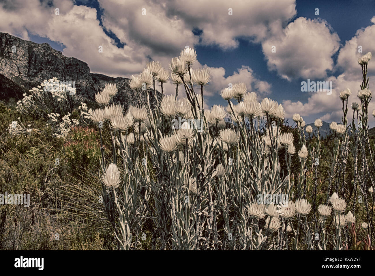 Alamy flowers hi-res stock photography and images - Alamy