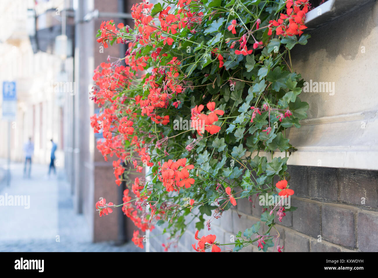The geranium on the window of the German house Stock Photo - Alamy