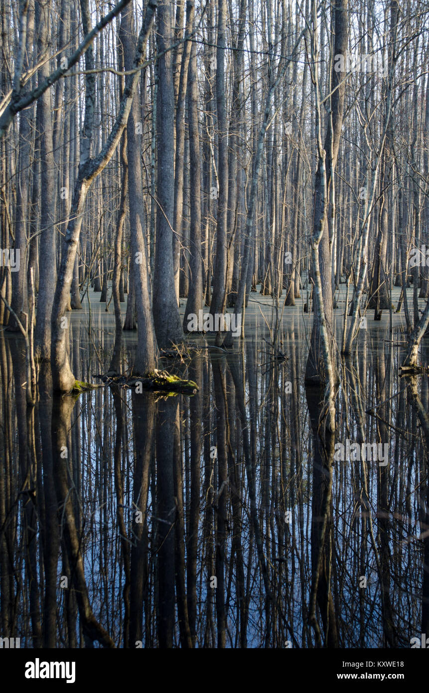 Remote and wild South Carolina swamps and spanish moss Stock Photo - Alamy