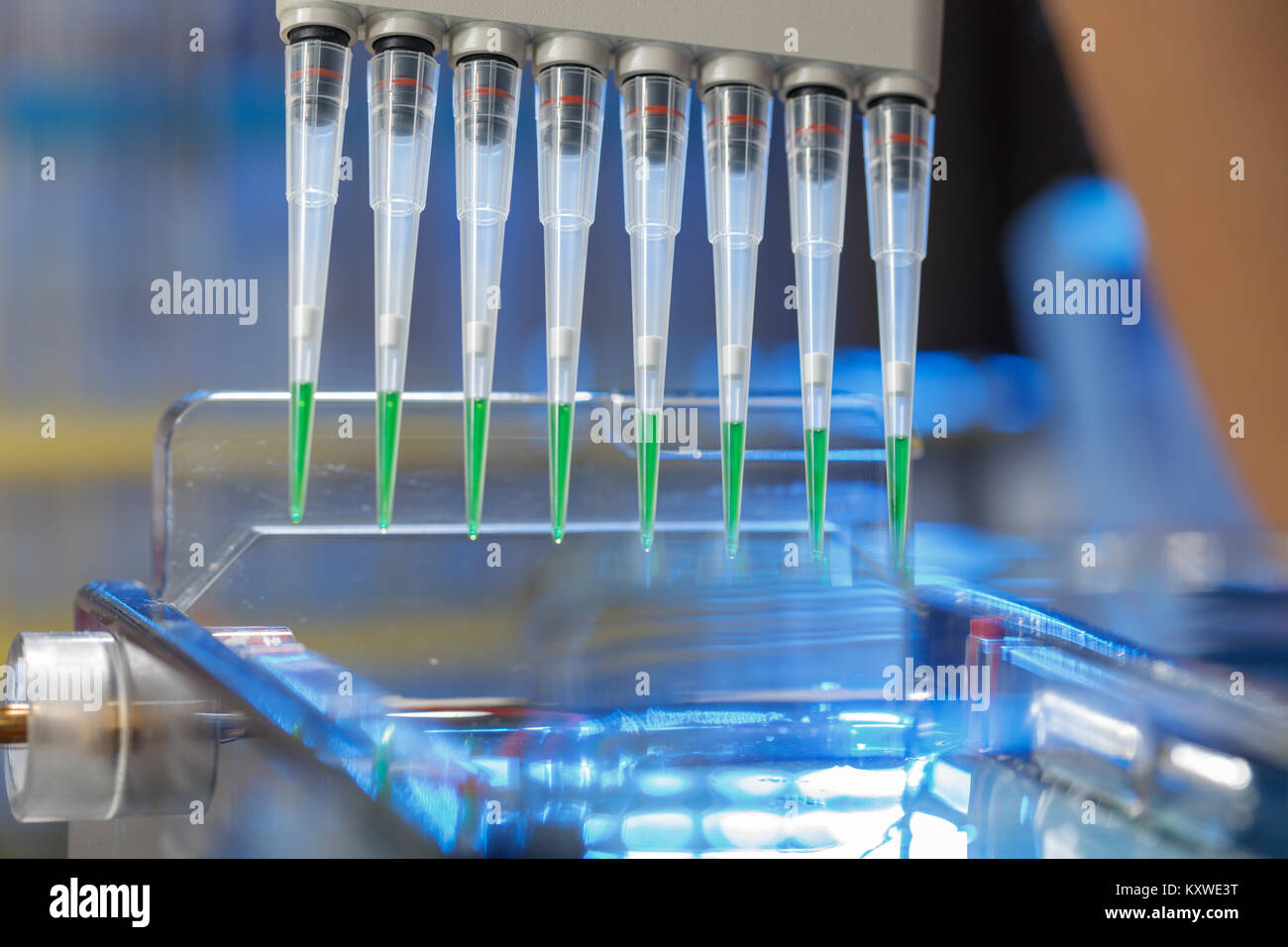 Agarose Gel Electrophoresis Stock Photos & Agarose Gel Electrophoresis ...