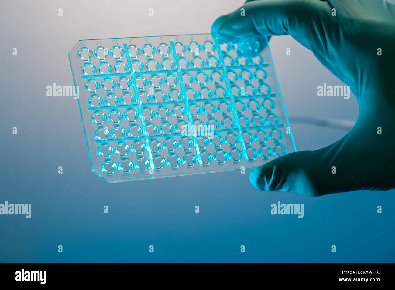 PCR plate in microbiological lab, 96 well plate for PCR processing ...