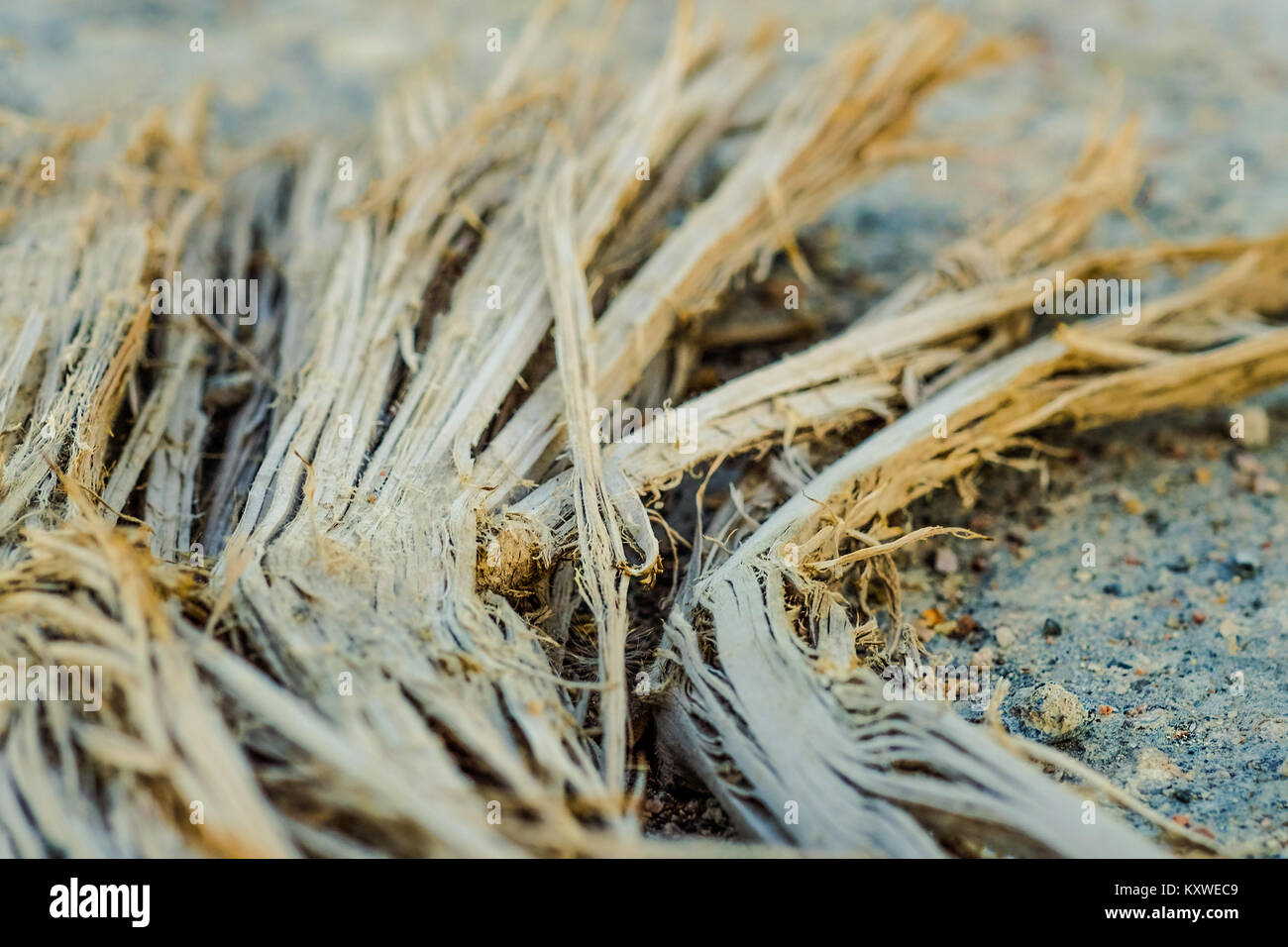 Wood at beach hi-res stock photography and images - Alamy
