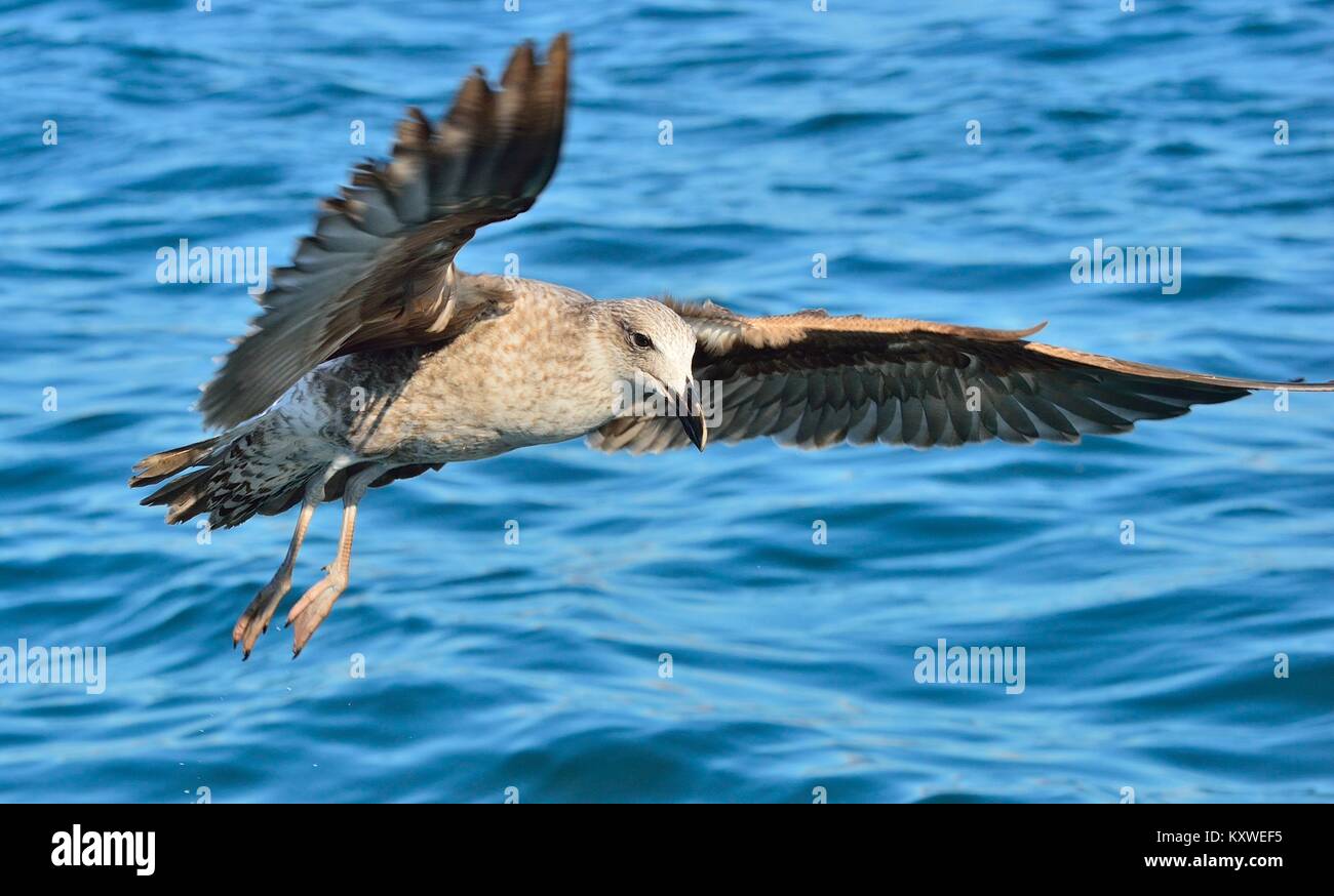 Flying Kelp gull (Larus dominicanus), also known as the Dominican gull ...
