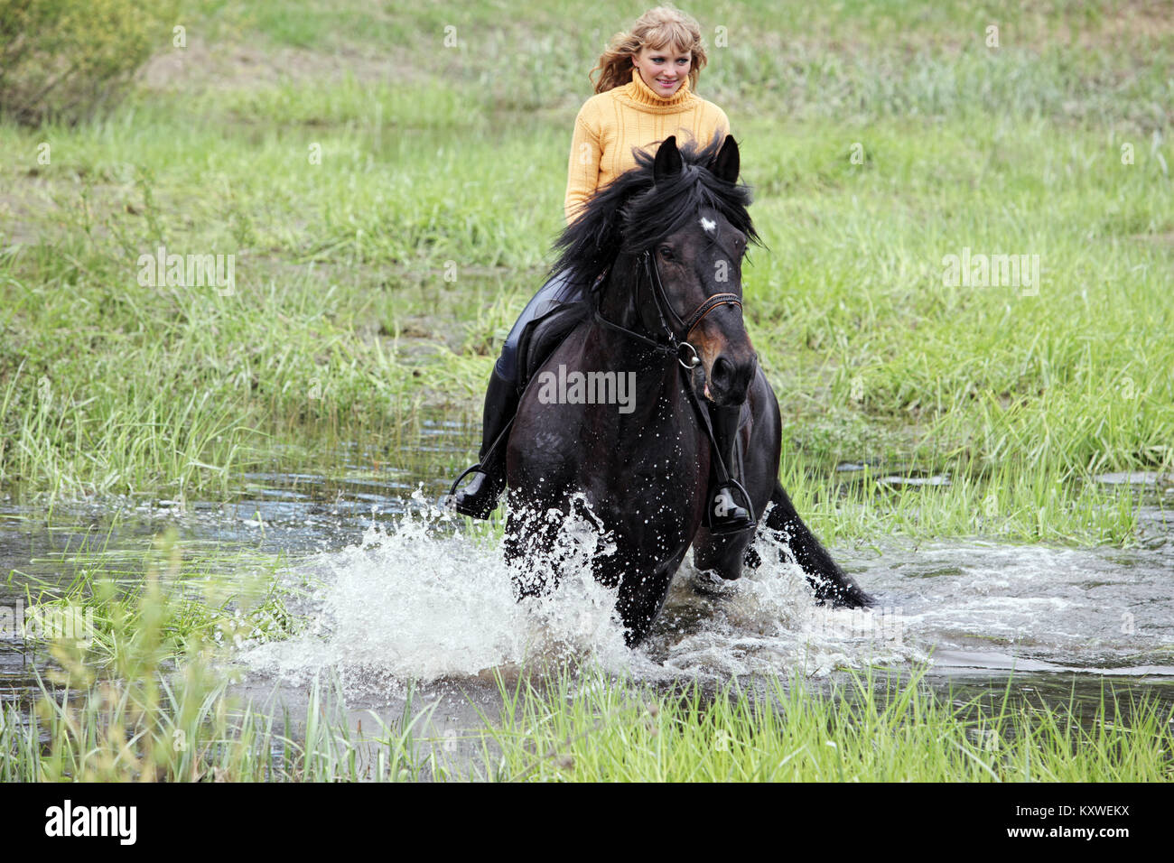 White horse cantering canter hi-res stock photography and images - Alamy