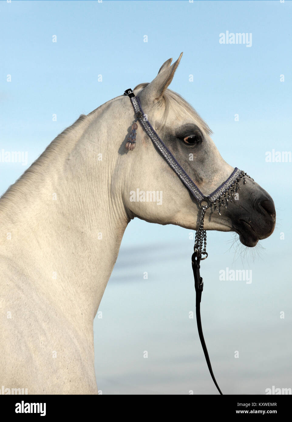 Purebred arabian horse hi-res stock photography and images - Alamy