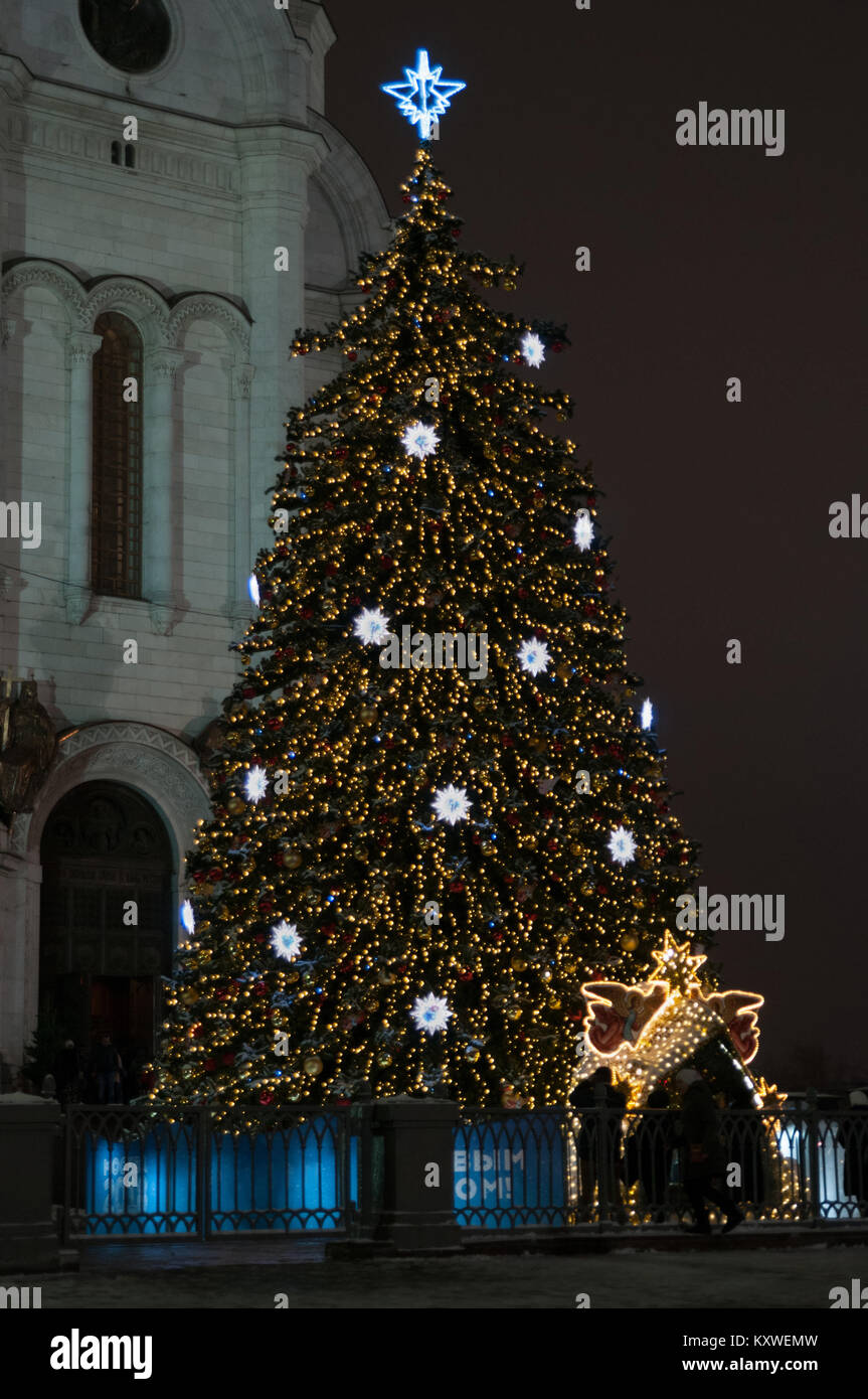 The tree cathedral hi-res stock photography and images - Alamy