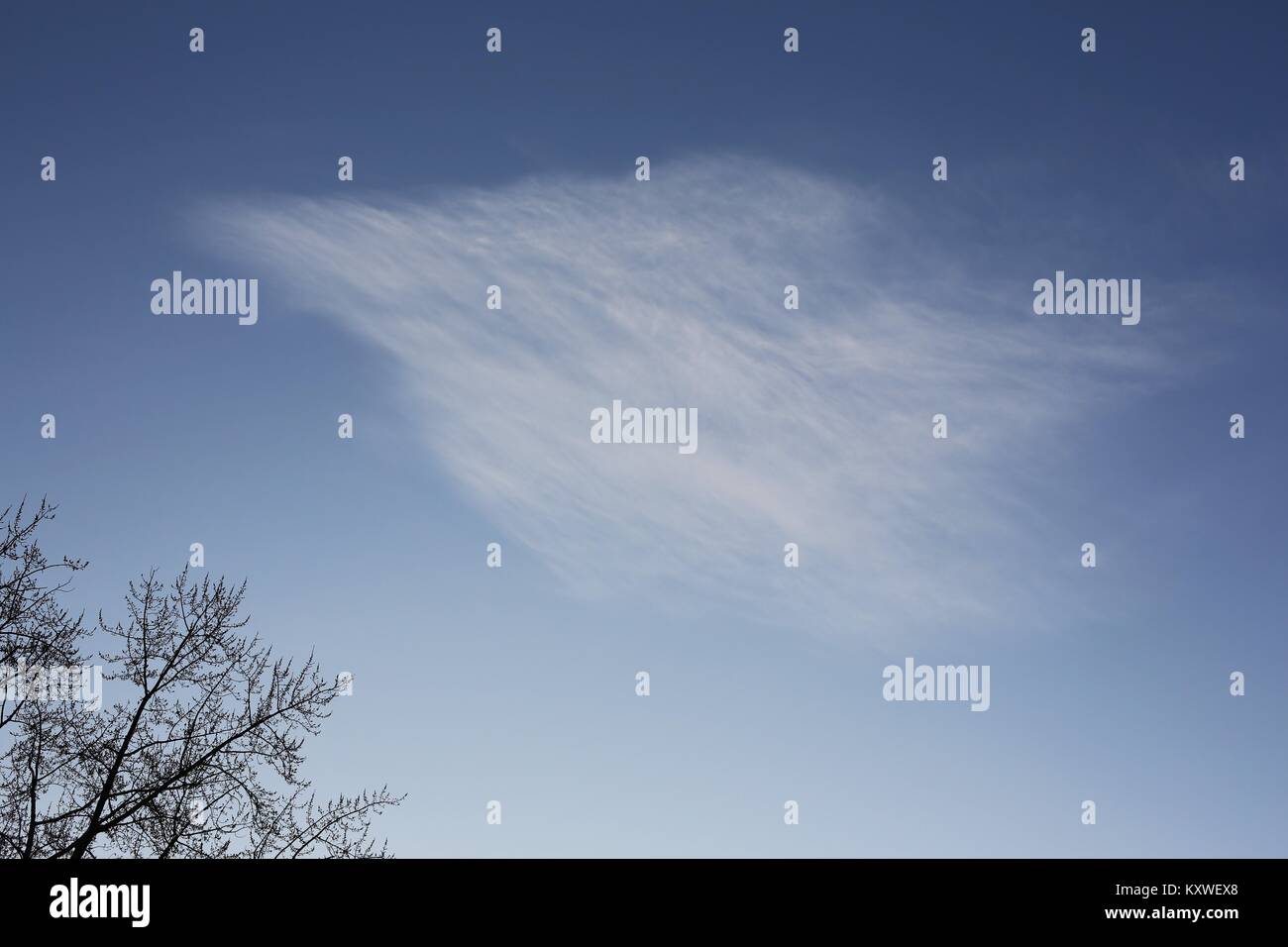 A wing shaped wispy cloud over a bare tree Stock Photo - Alamy