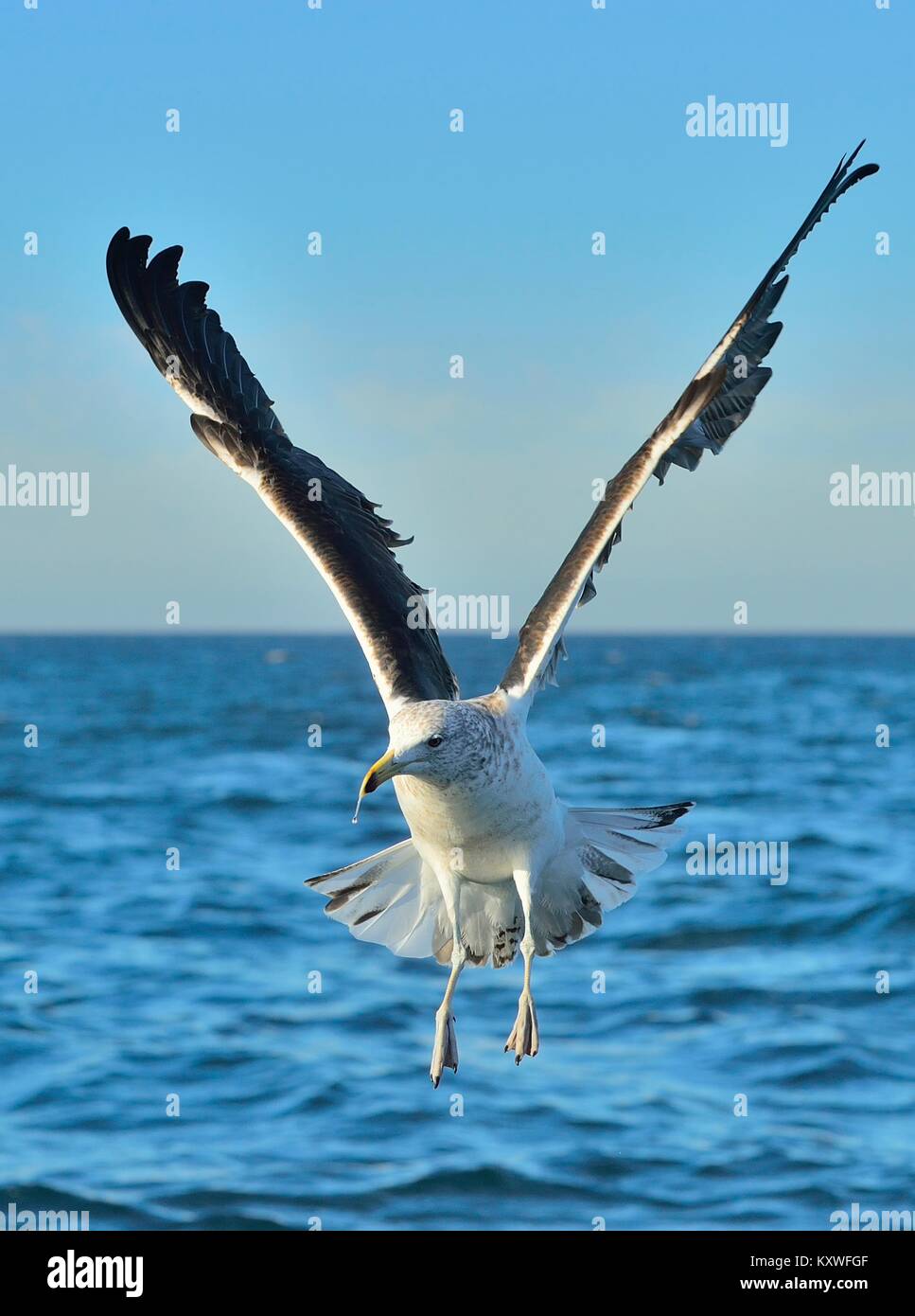 Flying Kelp gull (Larus dominicanus), also known as the Dominican gull ...