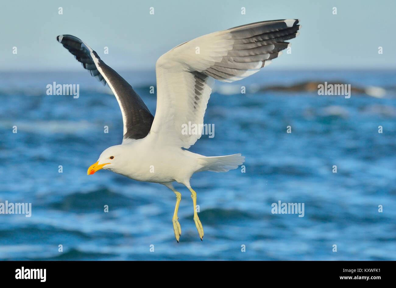 South african gull hi-res stock photography and images - Alamy