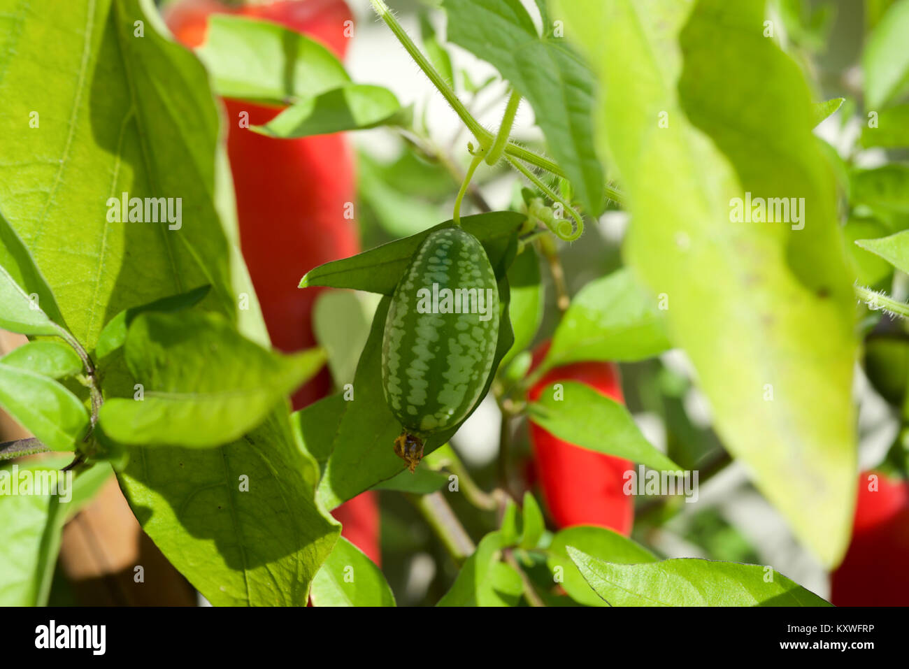 Cucamelon fruit, also known as Mexican gherkins, Mexican sour cucumbers ...