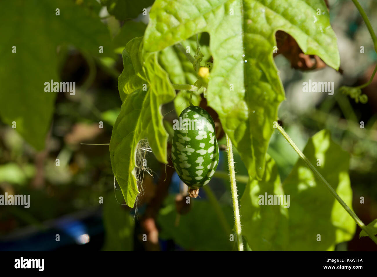 Cucamelon fruit, also known as Mexican gherkins, Mexican sour cucumbers ...