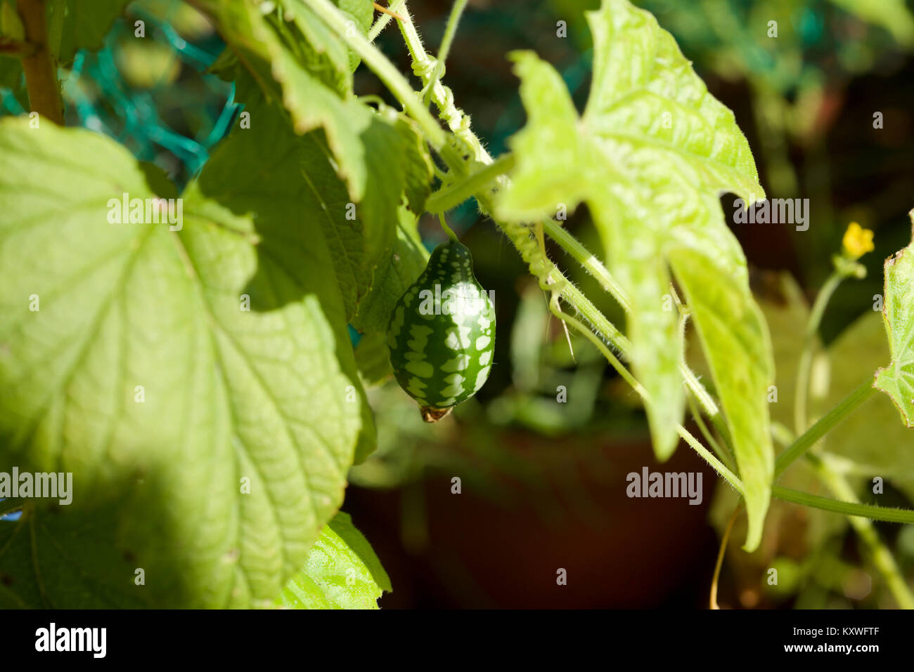 Cucamelon fruit, also known as Mexican gherkins, Mexican sour cucumbers ...
