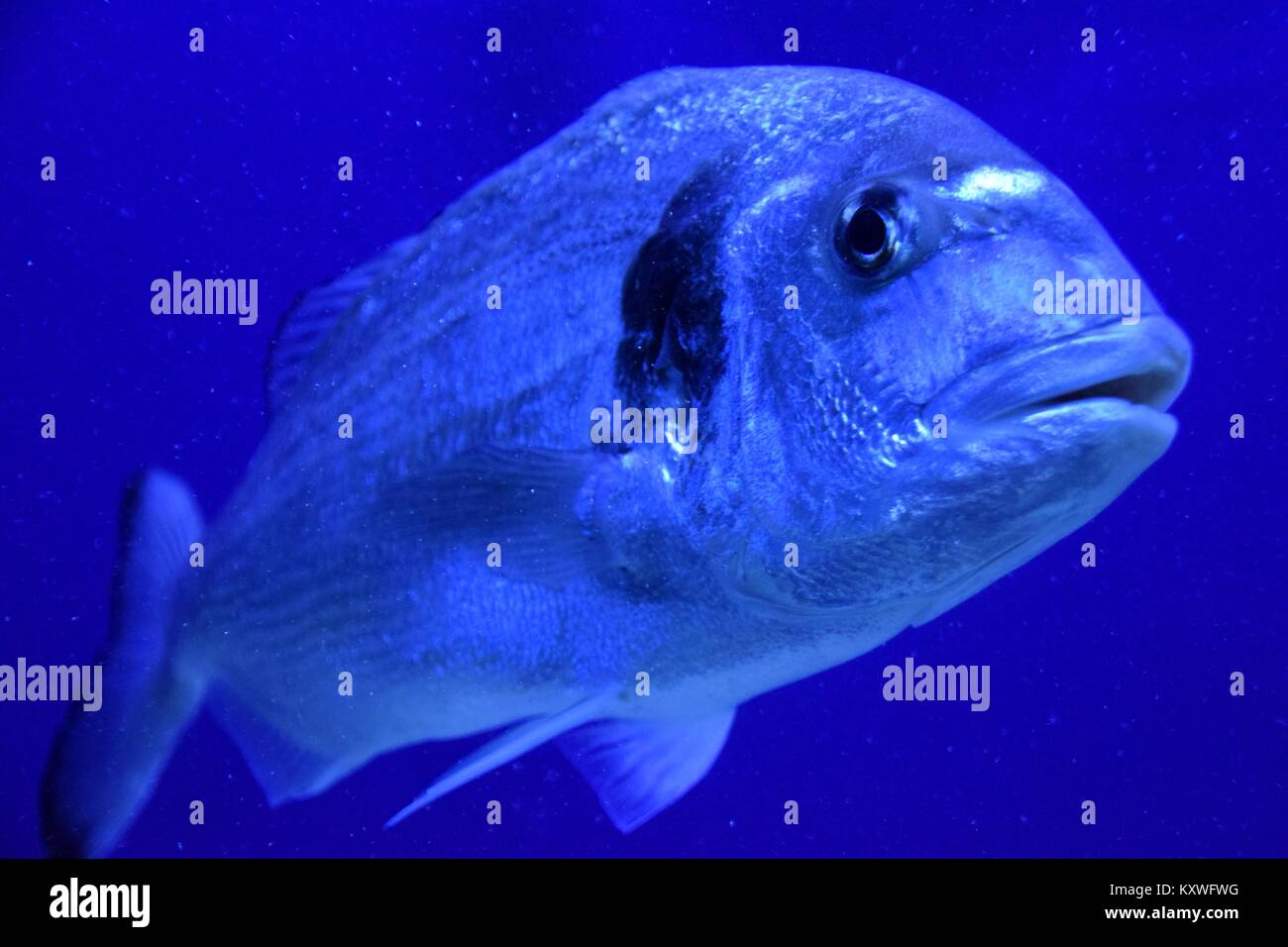 Gilt-head sea bream or Sparus Aurata swimming in deep blue underwater ...