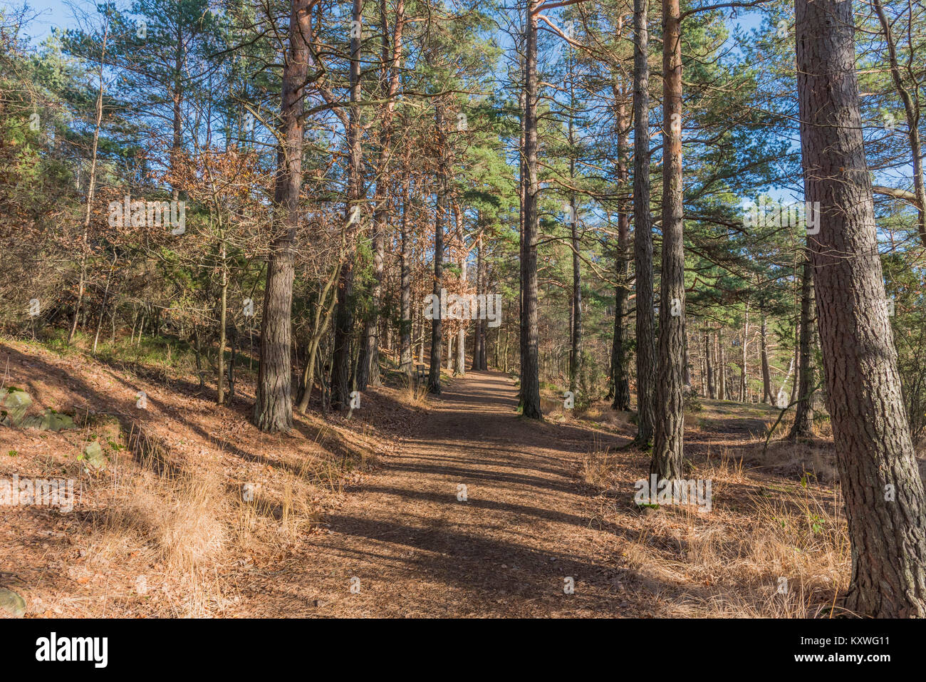Walk in pine forest hi-res stock photography and images - Alamy