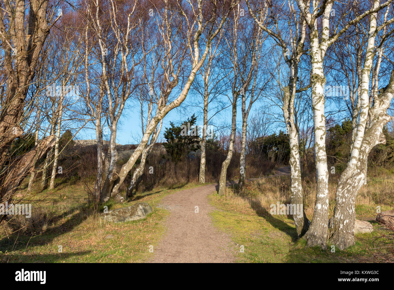 Birch trees in winter hi-res stock photography and images - Alamy