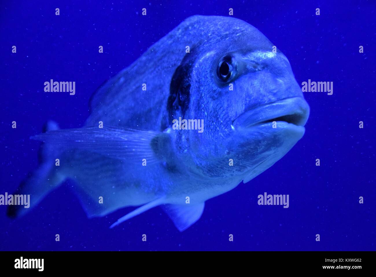 Gilt-head sea bream or Sparus Aurata swimming in deep blue underwater ...