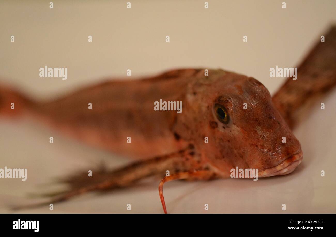 Piper fish hi-res stock photography and images - Alamy