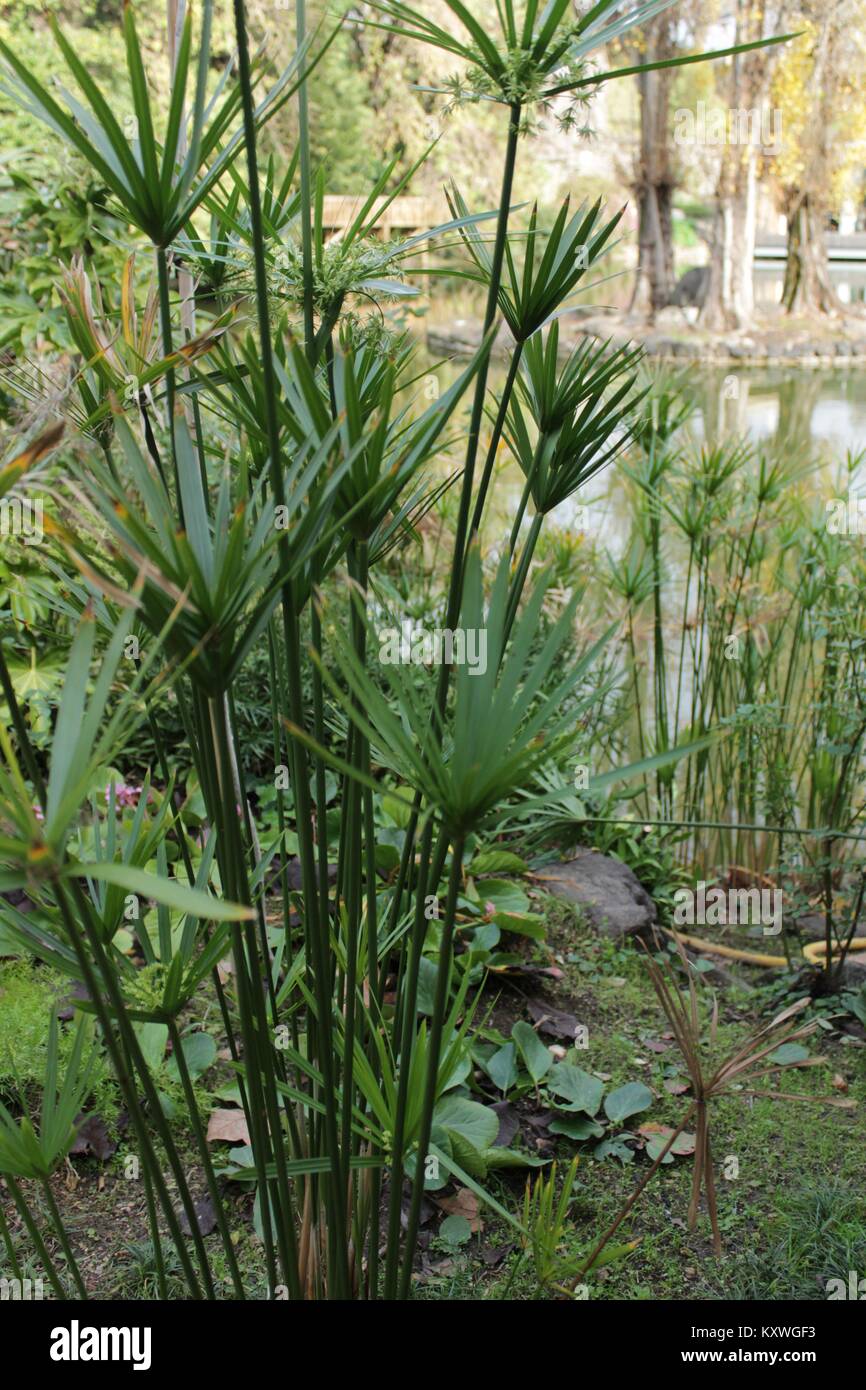 Papyrus plant hi-res stock photography and images - Alamy