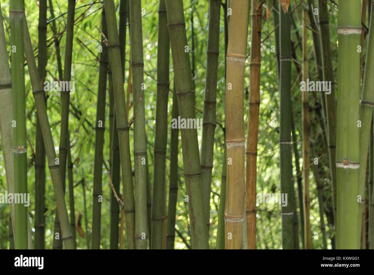 Forest of bamboo canes in the garden Stock Photo - Alamy