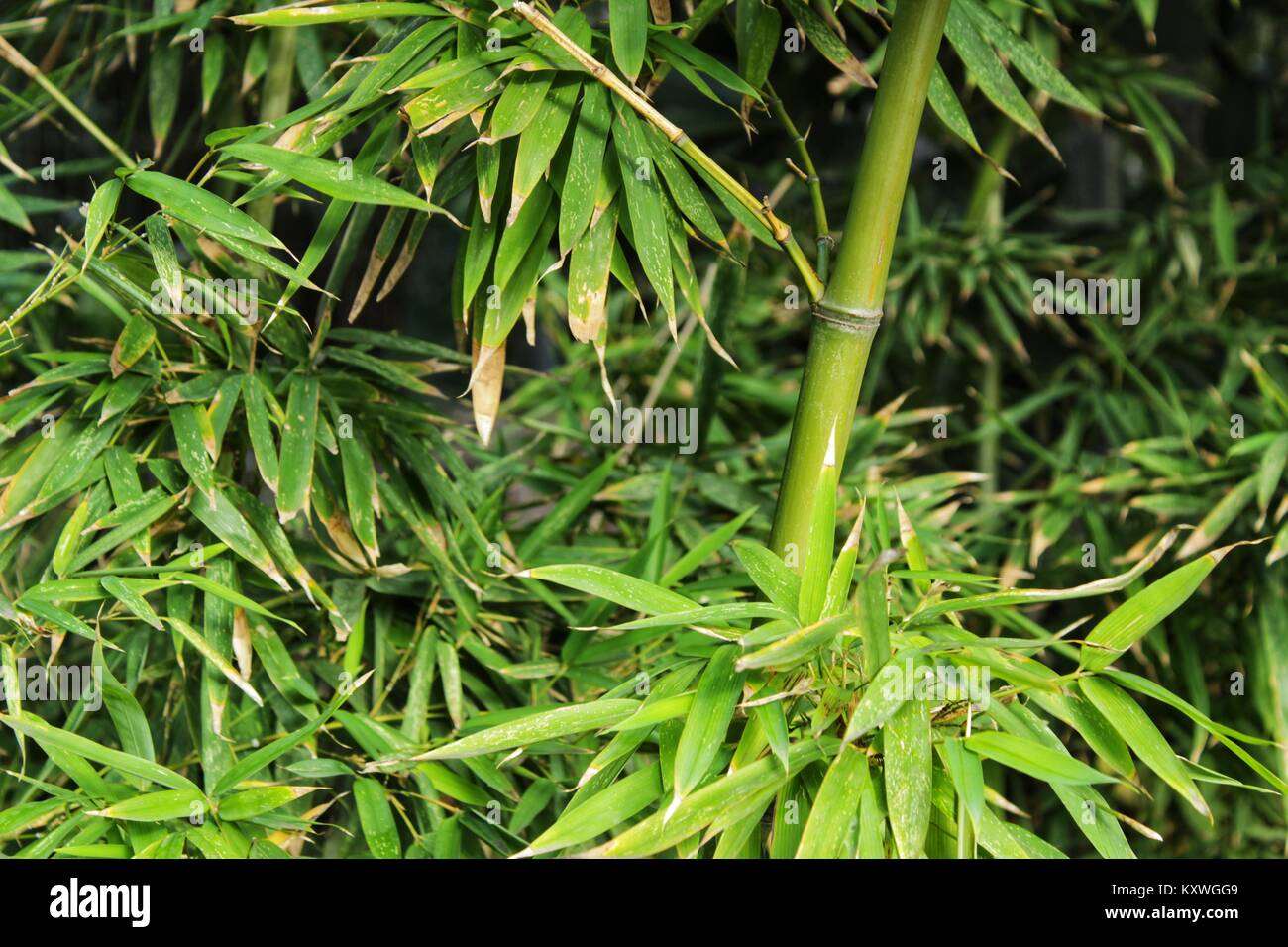 Forest of bamboo canes in the garden Stock Photo - Alamy