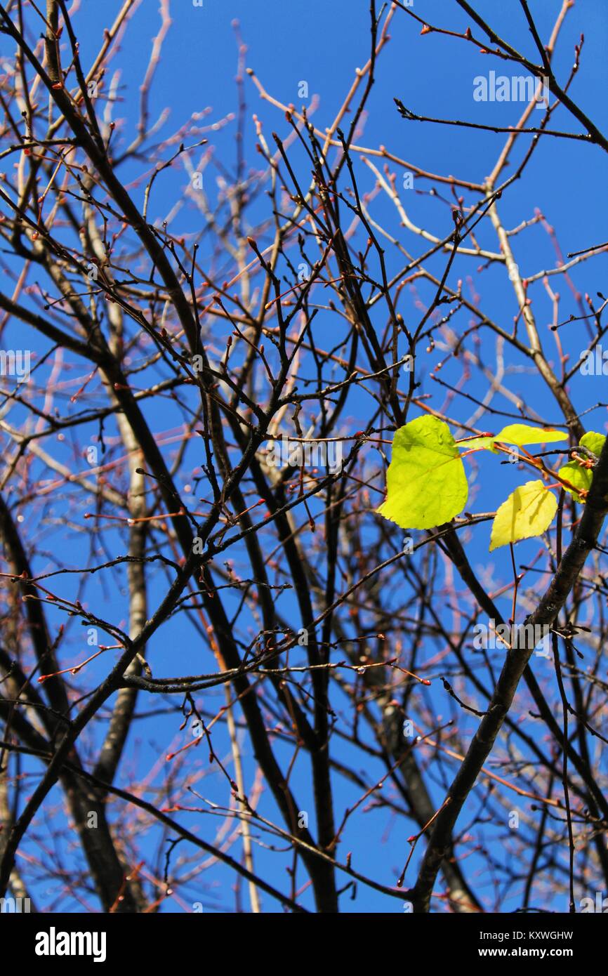 Tree stump sprouting hi-res stock photography and images - Alamy