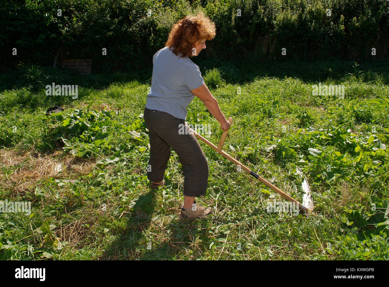 Woman scything at Tinkers Bubble, Somerset Stock Photo - Alamy