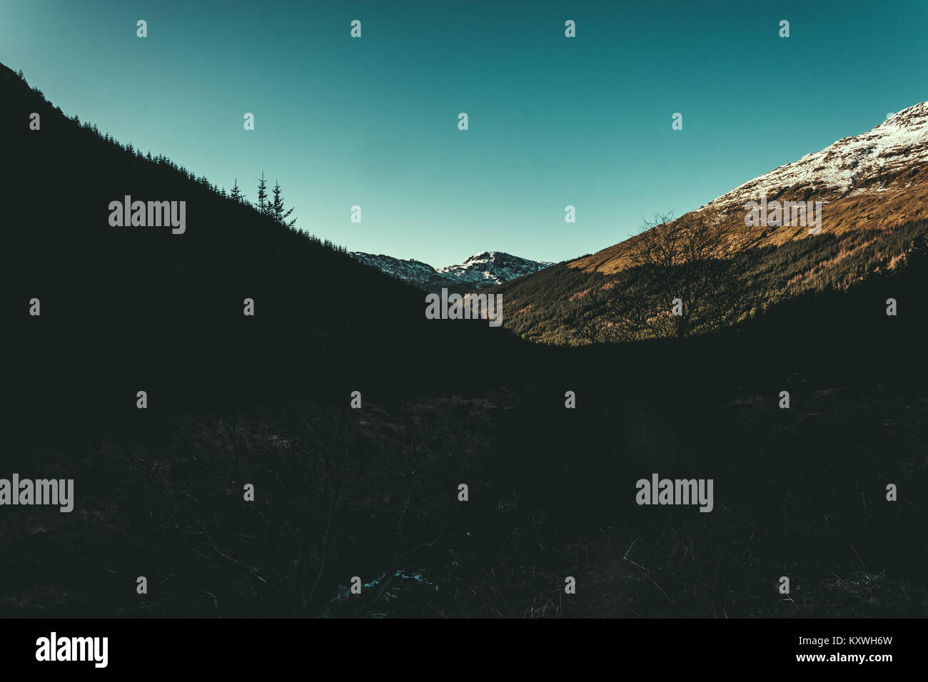Scotland city night park tree hi-res stock photography and images - Alamy